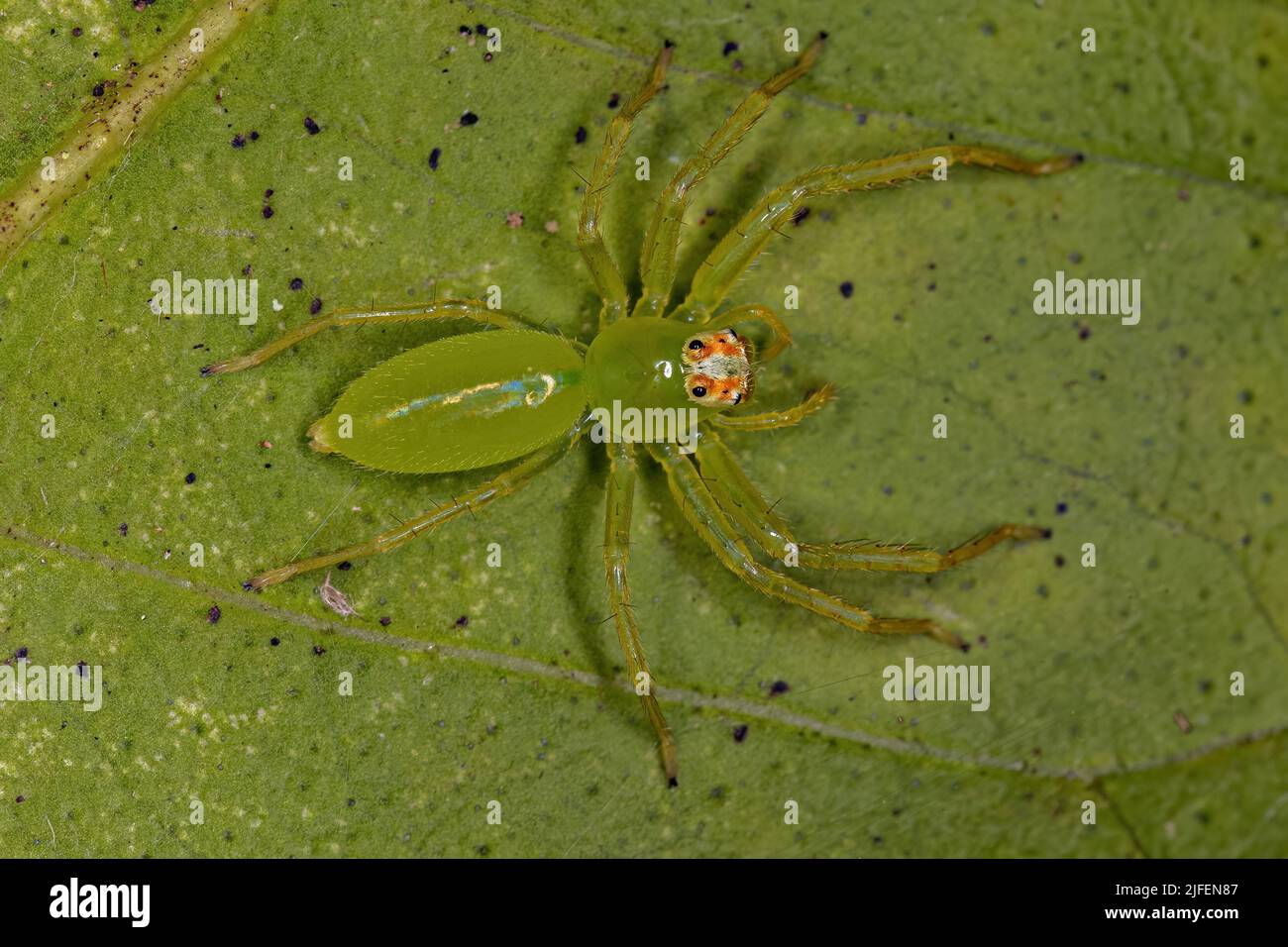 Adult Female Translucent Green Jumping Spider of the Genus Lyssomanes ...