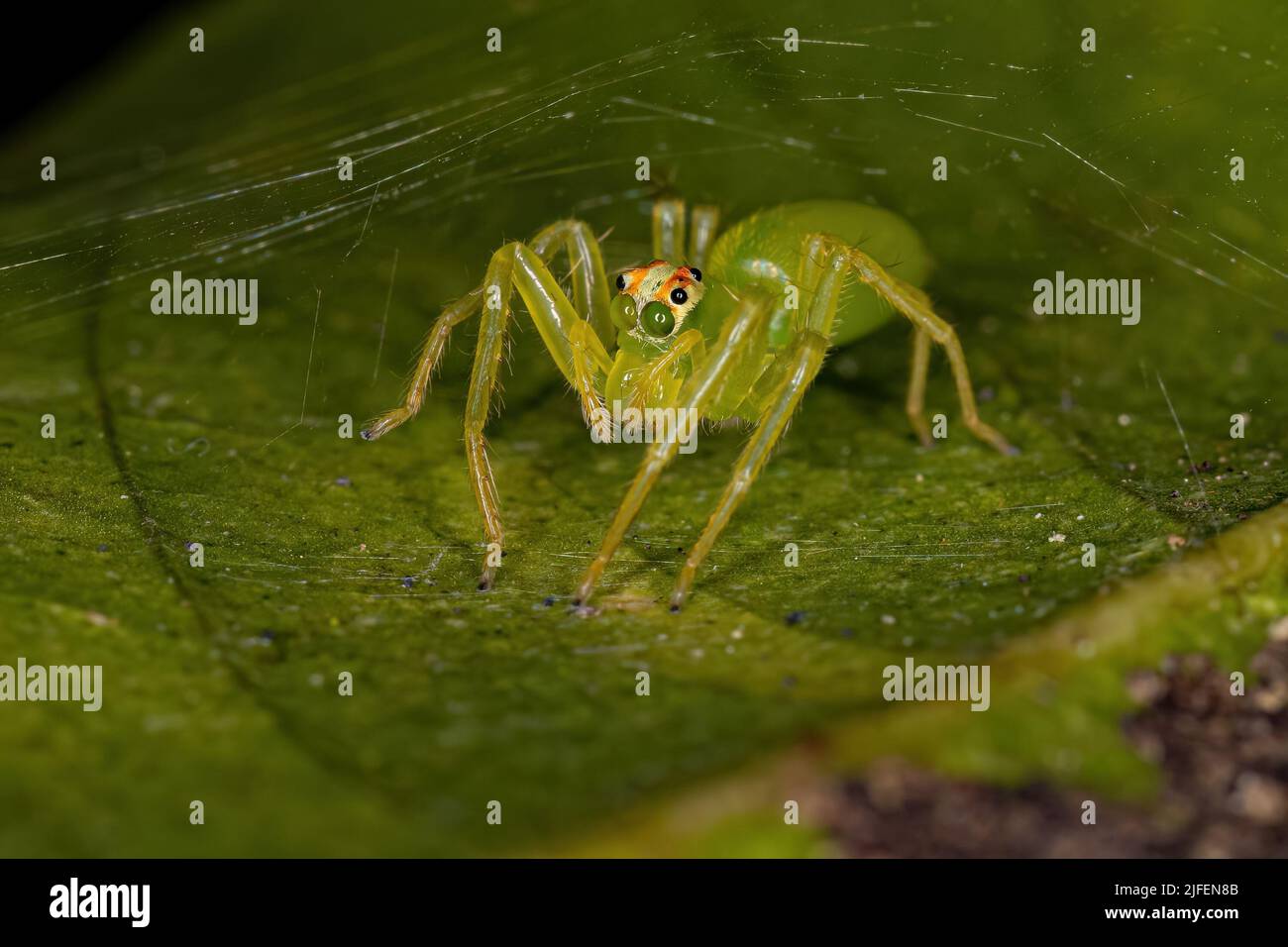 Adult Female Translucent Green Jumping Spider of the Genus Lyssomanes ...