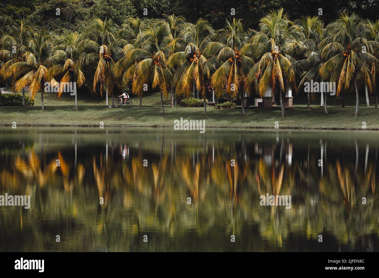 The tropical palm trees reflected in a calm lake Stock Photo - Alamy
