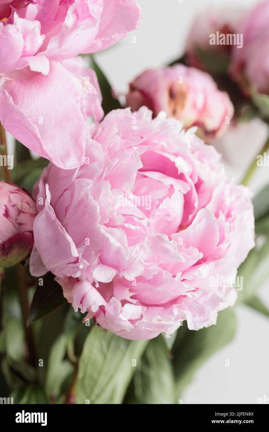 Beautiful bunch of fresh Pastel Pink peonies in full bloom in vase with ...