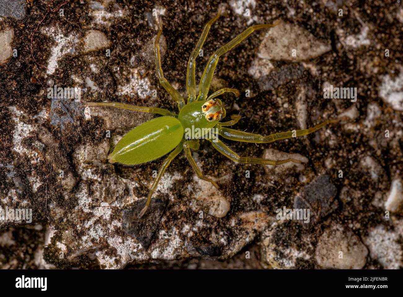 Adult Female Translucent Green Jumping Spider of the Genus Lyssomanes ...