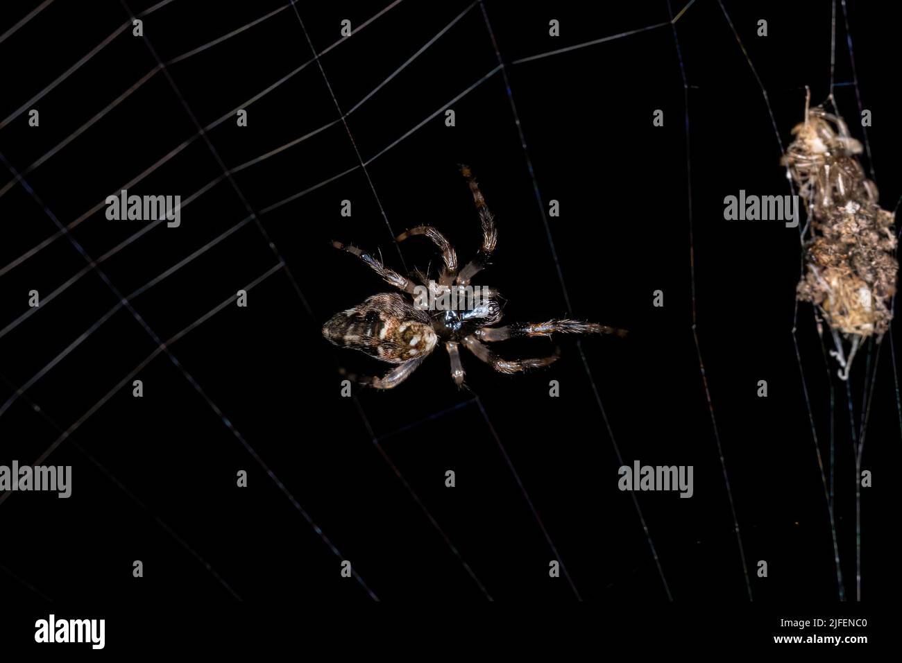 Small Trashline Orbweaver Spider of the Genus Cyclosa Stock Photo - Alamy