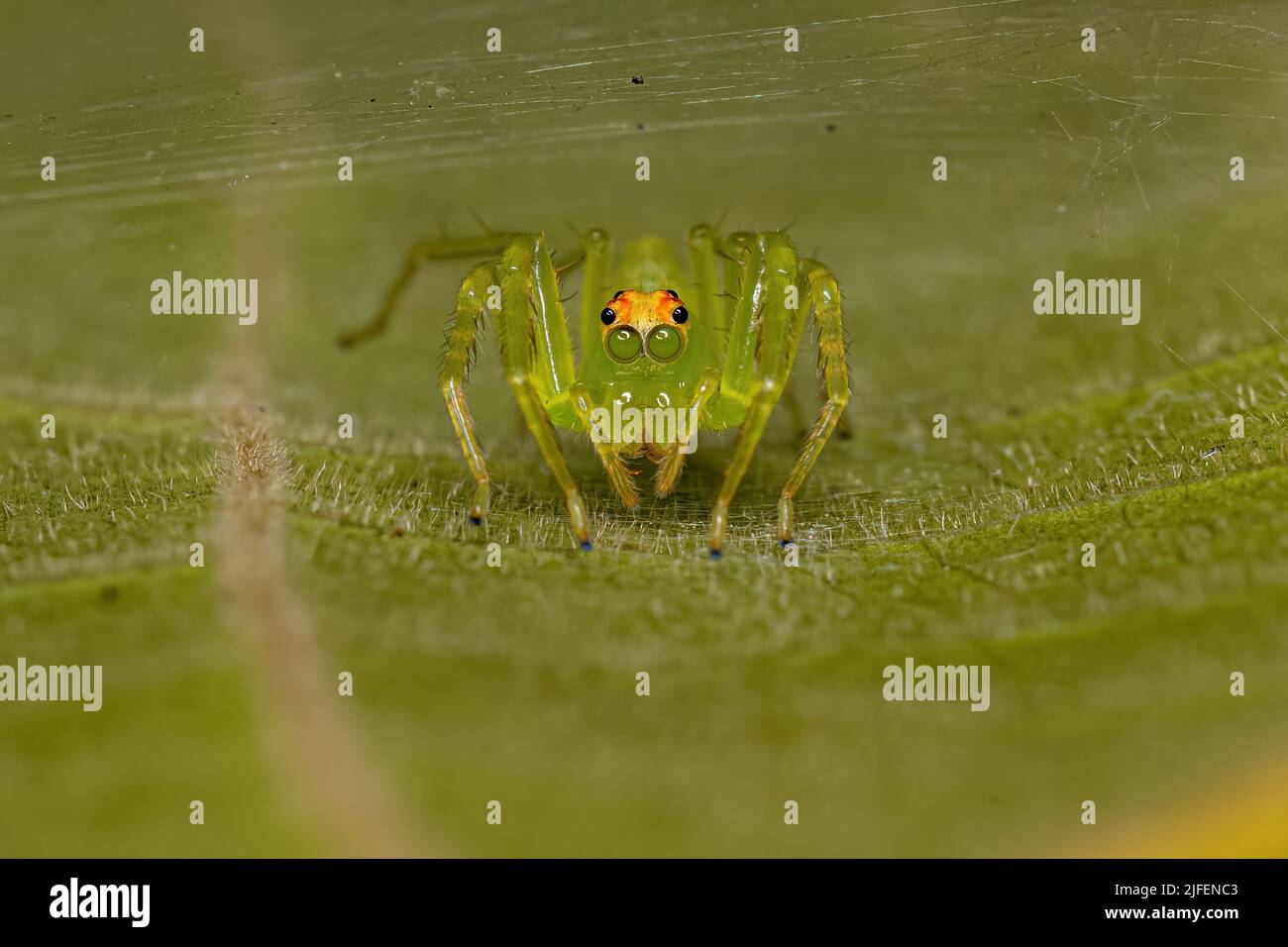 Adult Female Translucent Green Jumping Spider of the Genus Lyssomanes ...