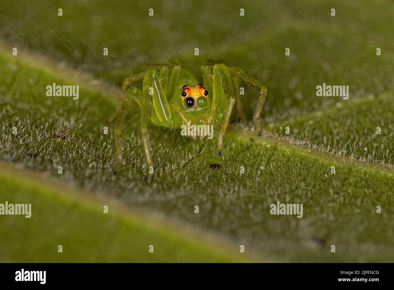 Adult Female Translucent Green Jumping Spider of the Genus Lyssomanes ...