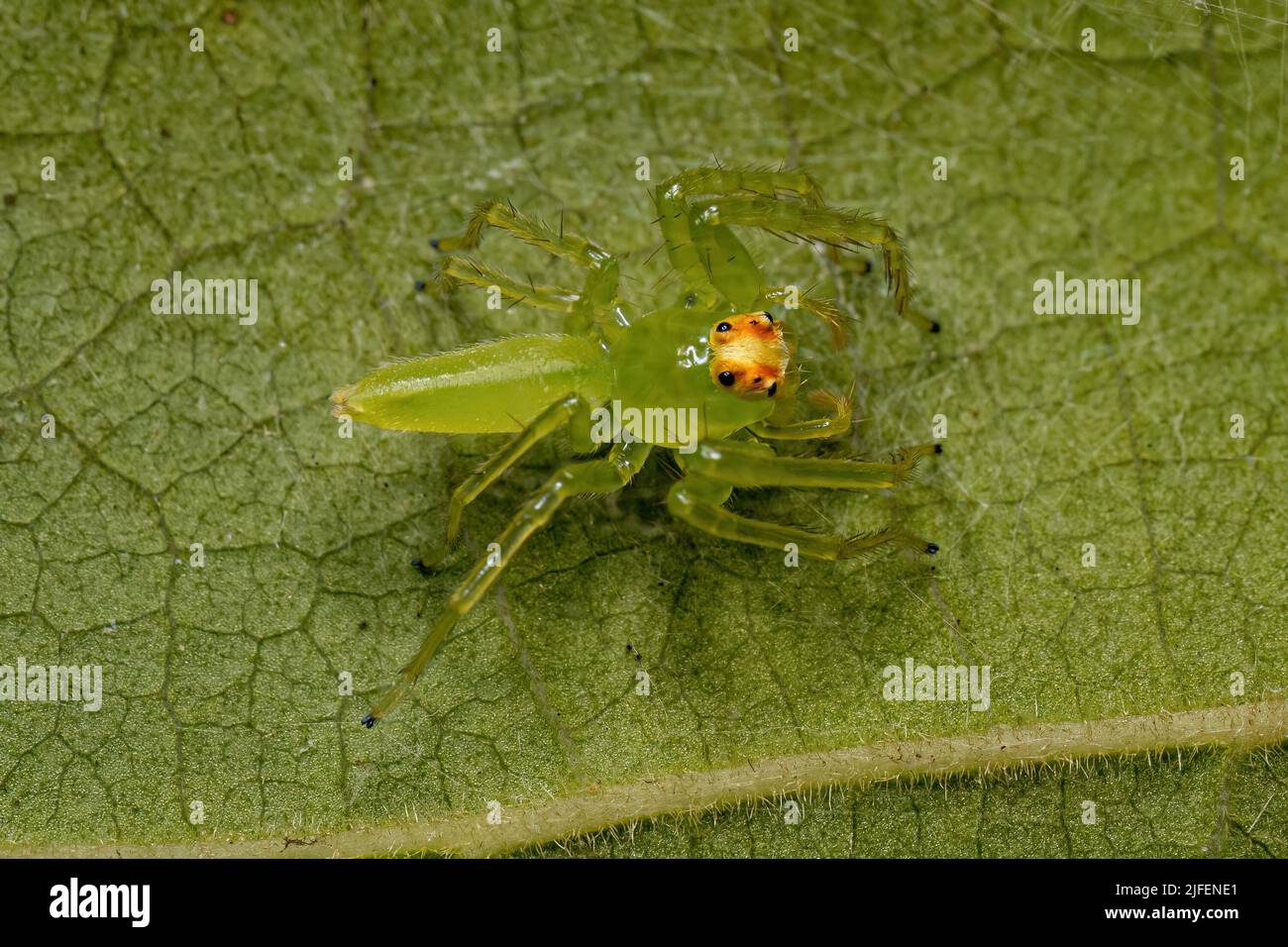Adult Female Translucent Green Jumping Spider of the Genus Lyssomanes ...