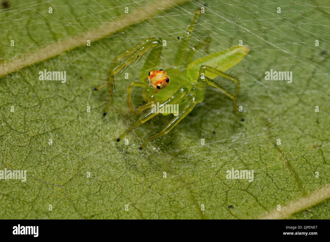 Adult Female Translucent Green Jumping Spider of the Genus Lyssomanes ...