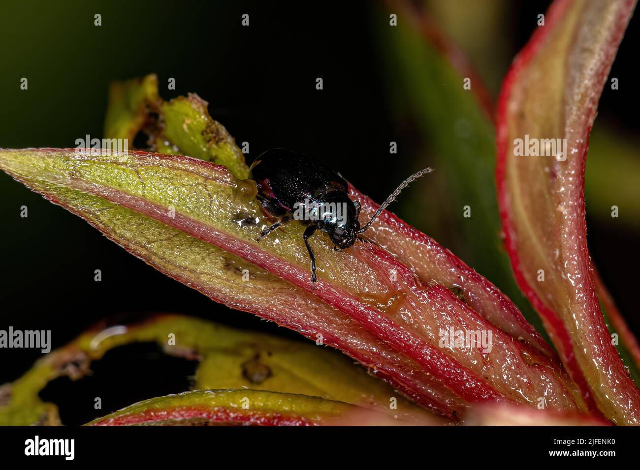 Adult Leaf Beetle of the Subfamily Eumolpinae Stock Photo - Alamy