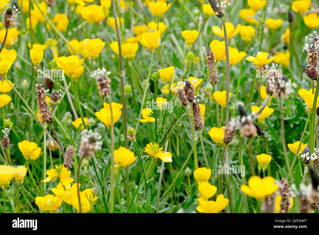 Bulbous Buttercups (ranunculus bulbosus), close up of a mass of the ...