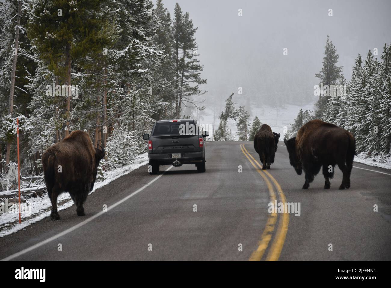 Yellowstone National Park, U.S.A. 5/21-24/2022. American Bison. 5,000 ...