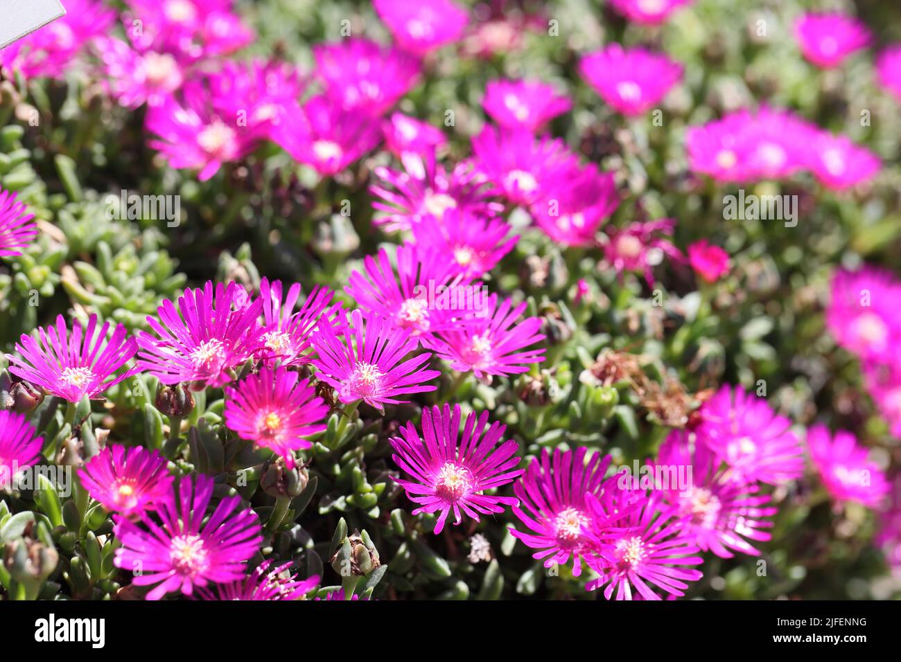 mini ice plant in full bloom with pink flowers Stock Photo - Alamy