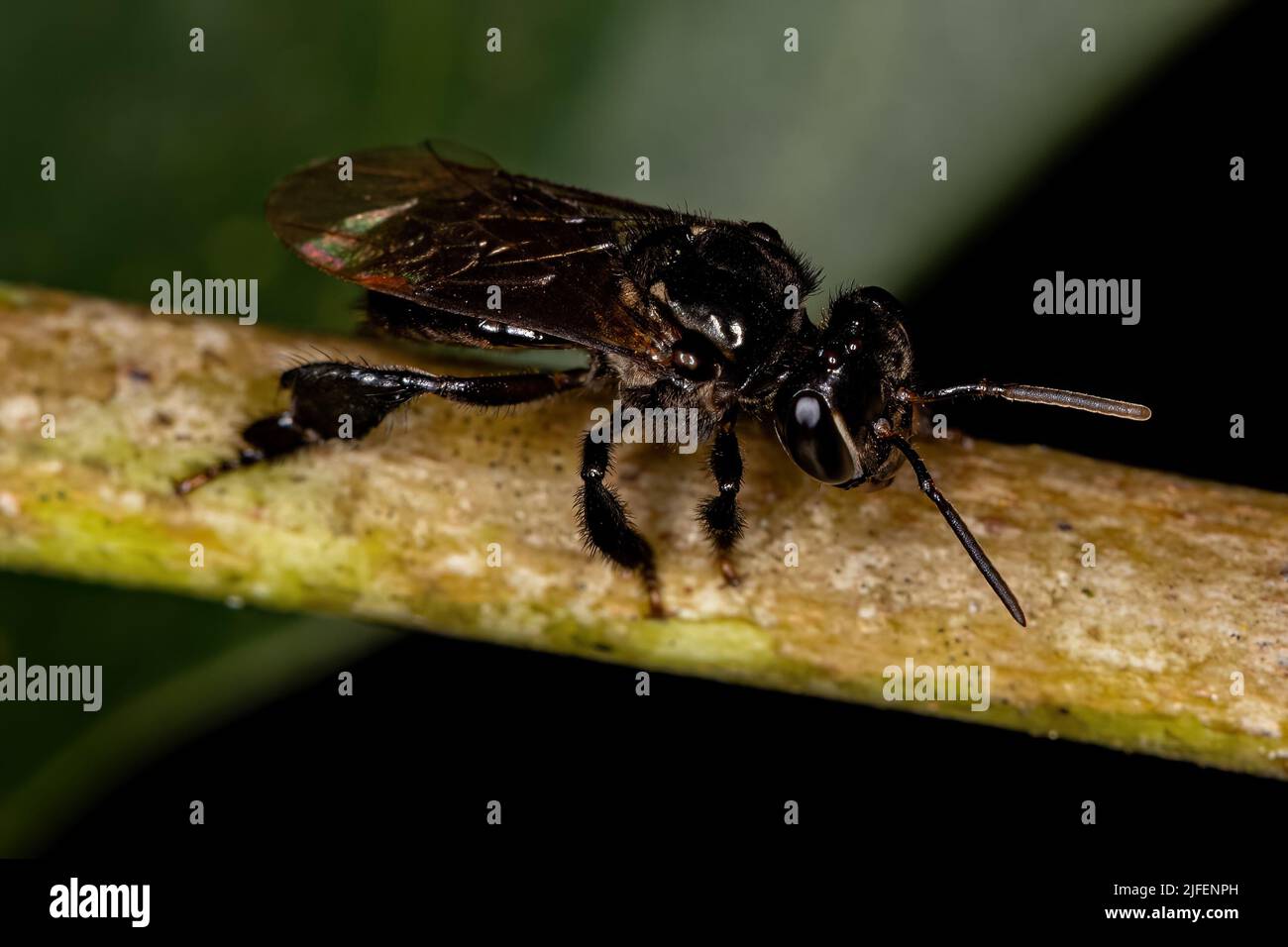 Adult Stingless Bee of the Genus Partamona Stock Photo - Alamy