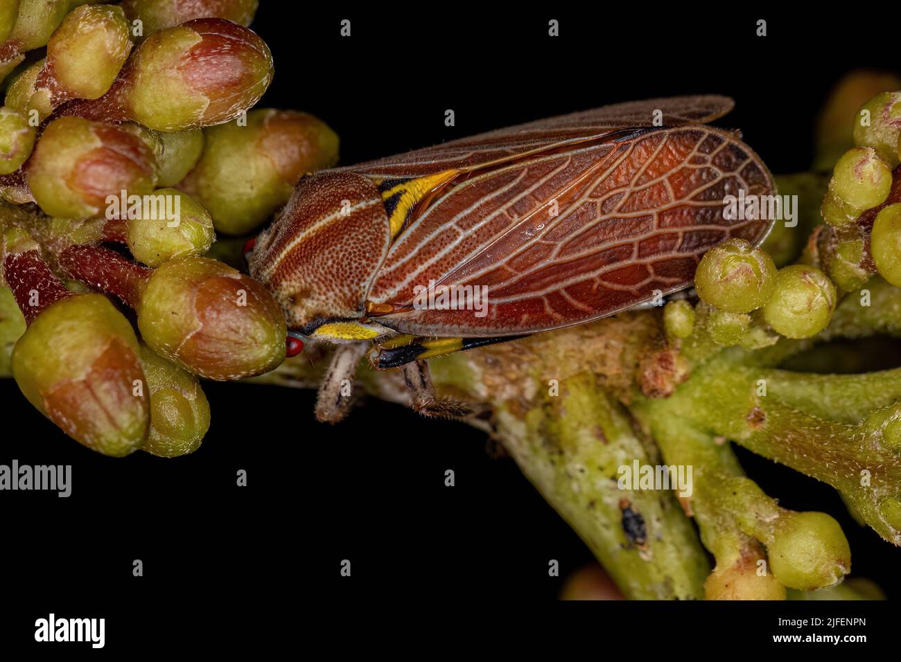 Adult Aetalionid Treehopper of the species Aetalion reticulatum Stock ...