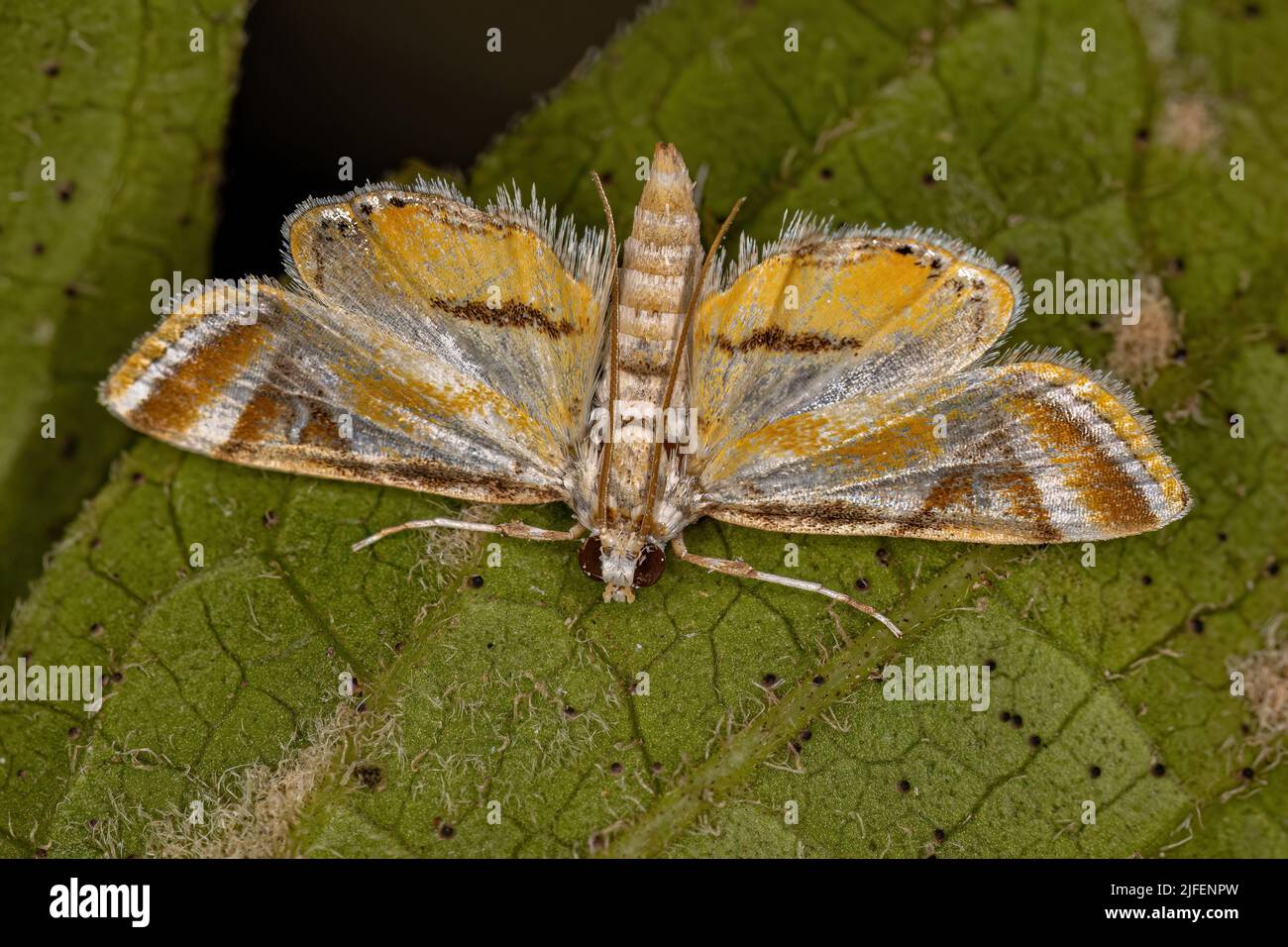 Adult Crambid Moth of the Family Crambidae Stock Photo - Alamy