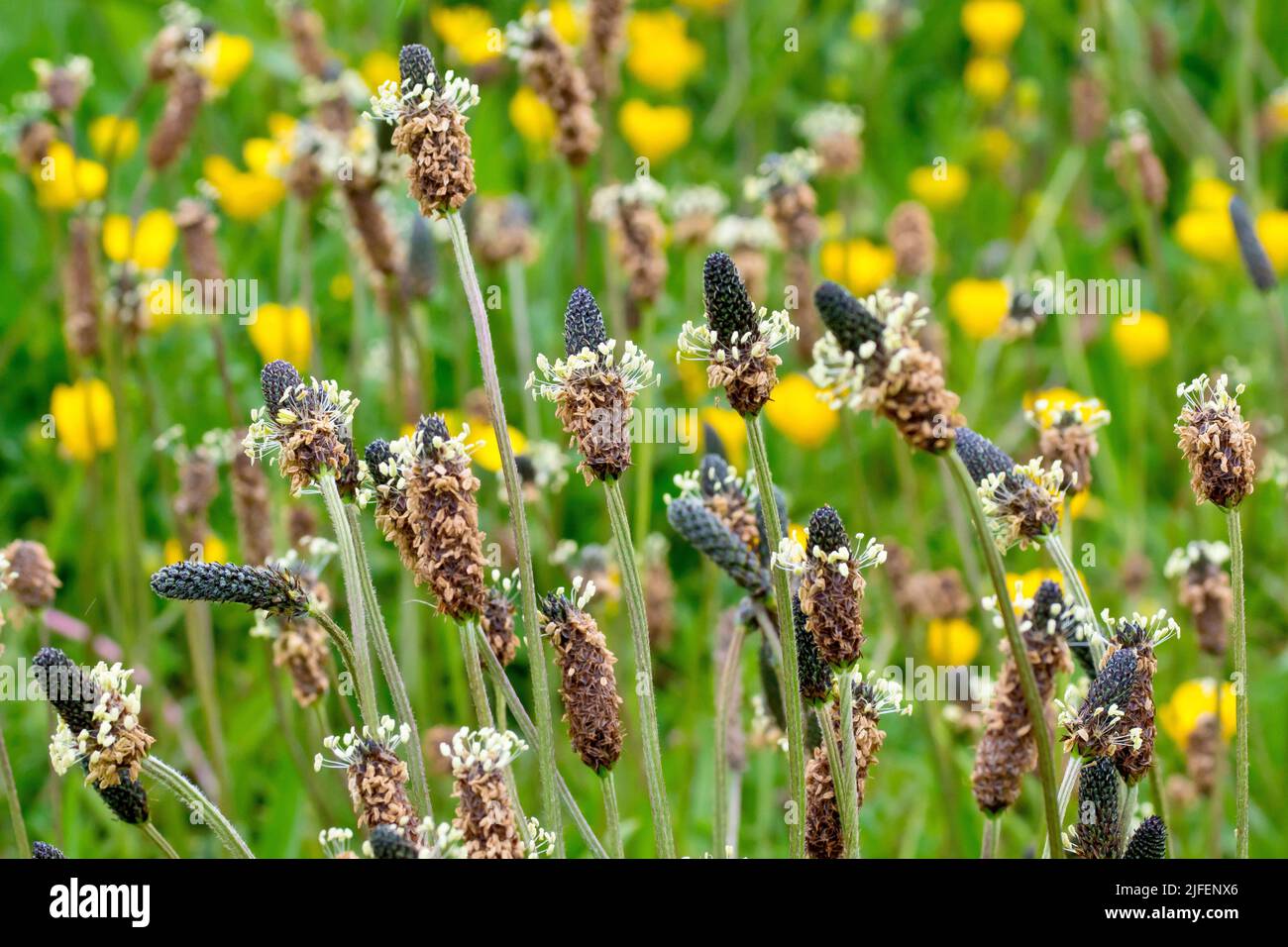 Ribwort Plantain or Ribgrass (plantago lanceolata), close up of a ...