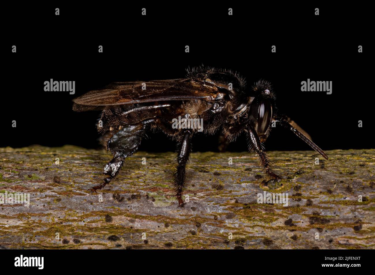 Partamona hi-res stock photography and images - Alamy