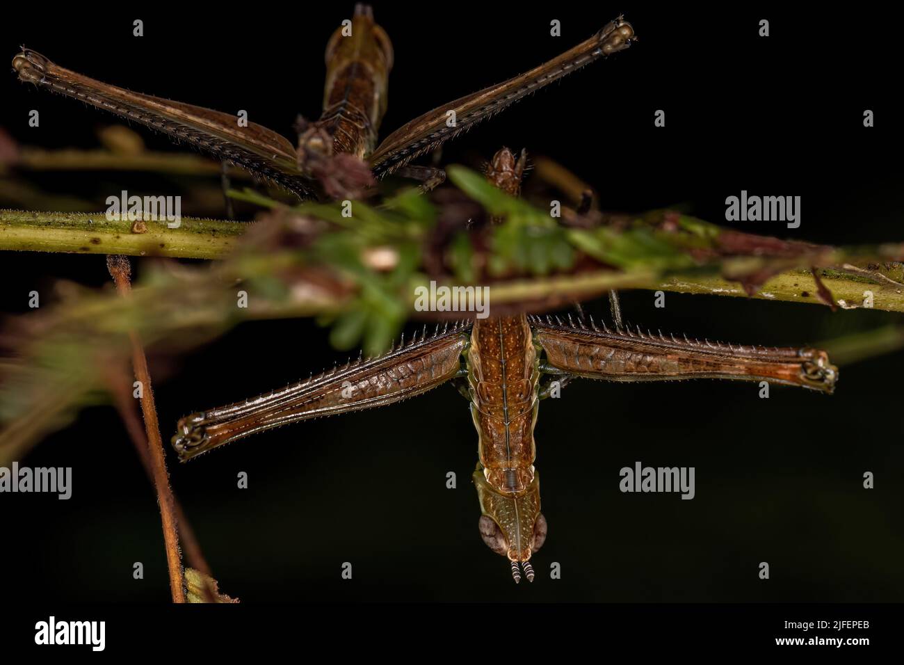 Monkey grasshopper hi-res stock photography and images - Alamy