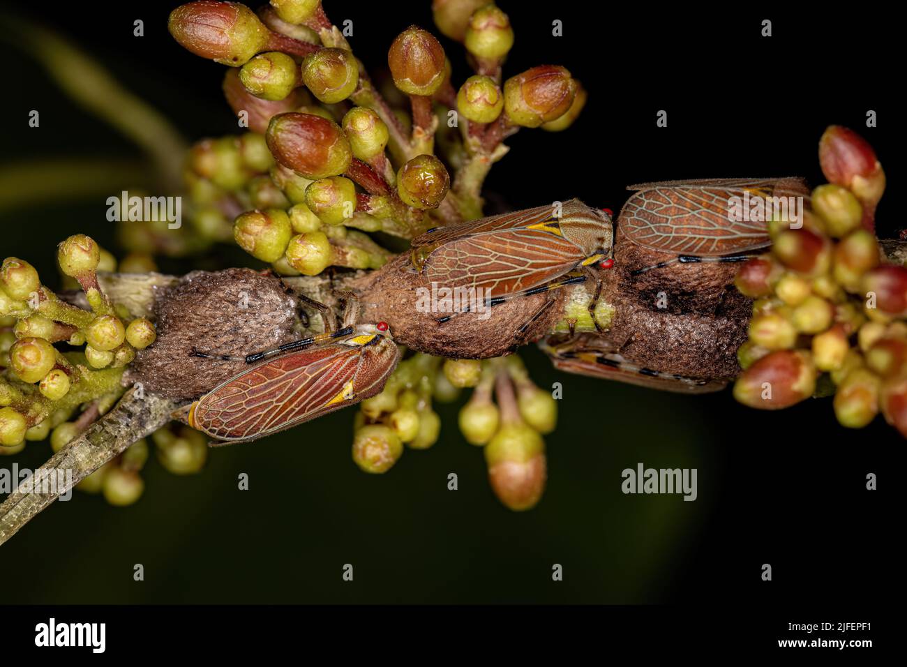 Adult Aetalionid Treehopper of the species Aetalion reticulatum Stock ...