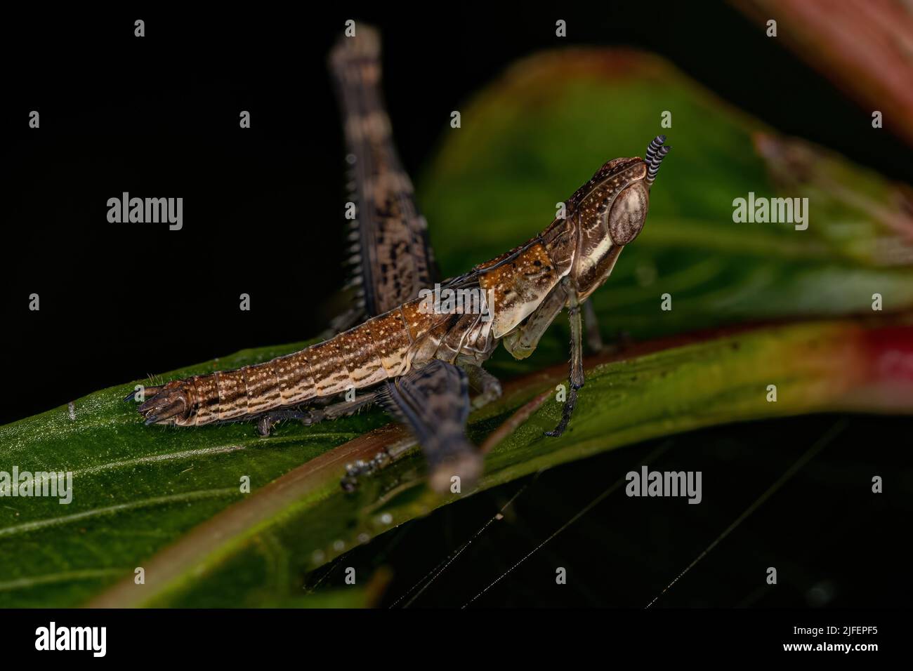 Monkey Grasshopper Nymph of the Family Eumastacidae Stock Photo - Alamy