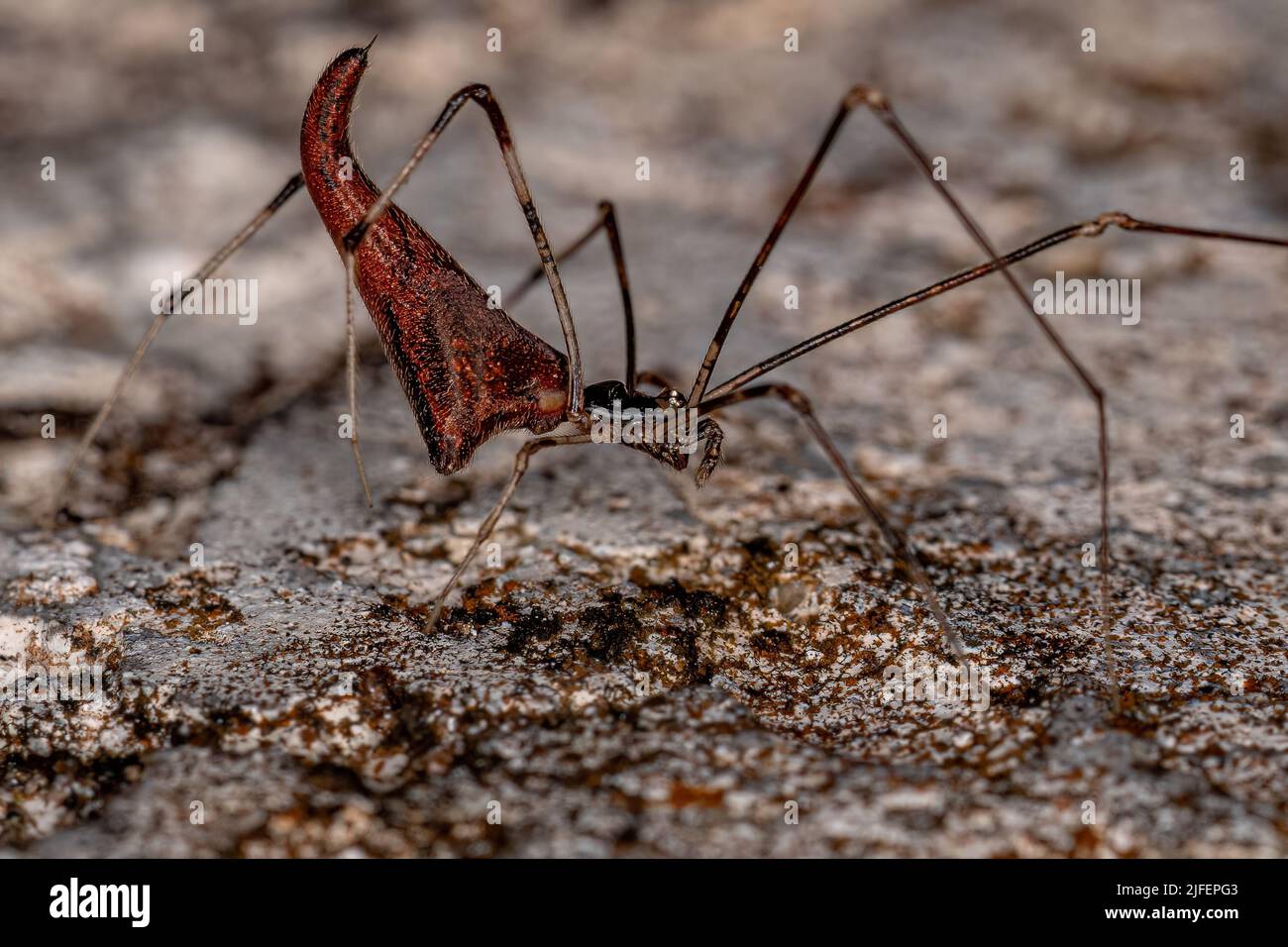Thief spider hi-res stock photography and images - Alamy