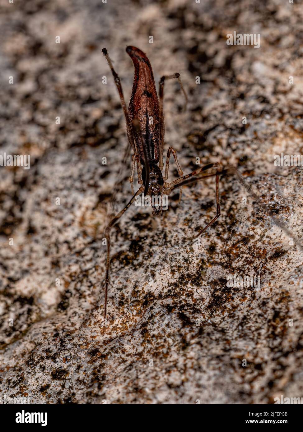 Stretched thief spider hi-res stock photography and images - Alamy