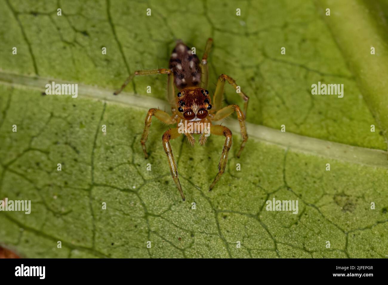 Adult Male Jumping spider of the Genus Noegus Stock Photo - Alamy