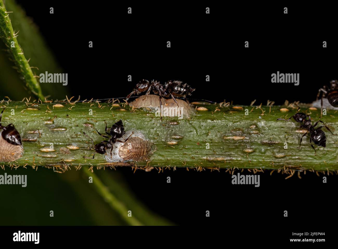 Adult Female Cocktail Ants of the Genus Crematogaster with small ...