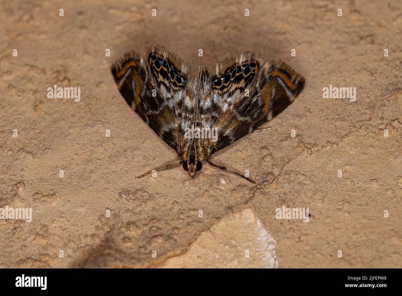 Adult Crambid Moth of the Family Crambidae Stock Photo - Alamy