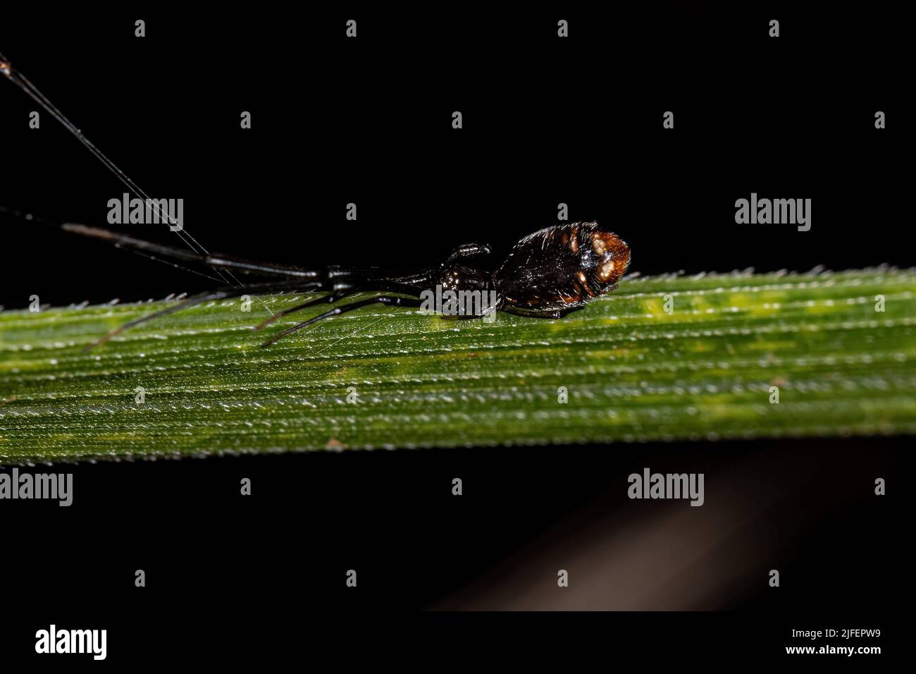 Araneoid spiders hi-res stock photography and images - Alamy