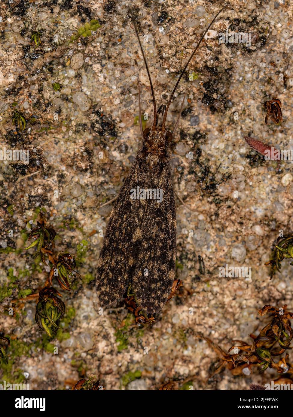 Adult Caddisfly Insect of the genus Chimarra Stock Photo - Alamy
