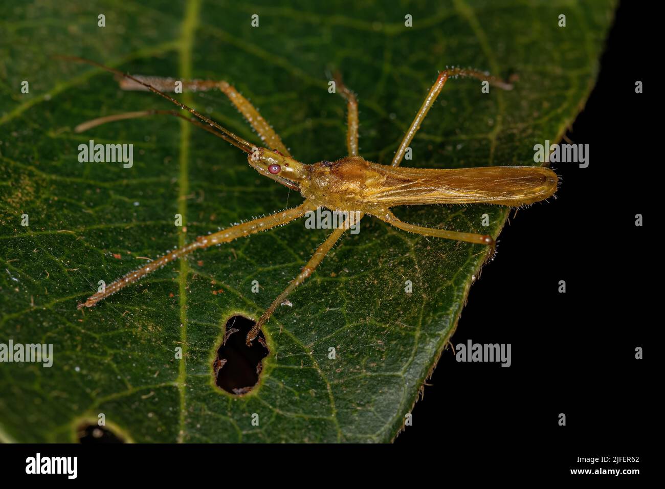 Adult Assassin Bug of the Tribe Harpactorini Stock Photo - Alamy