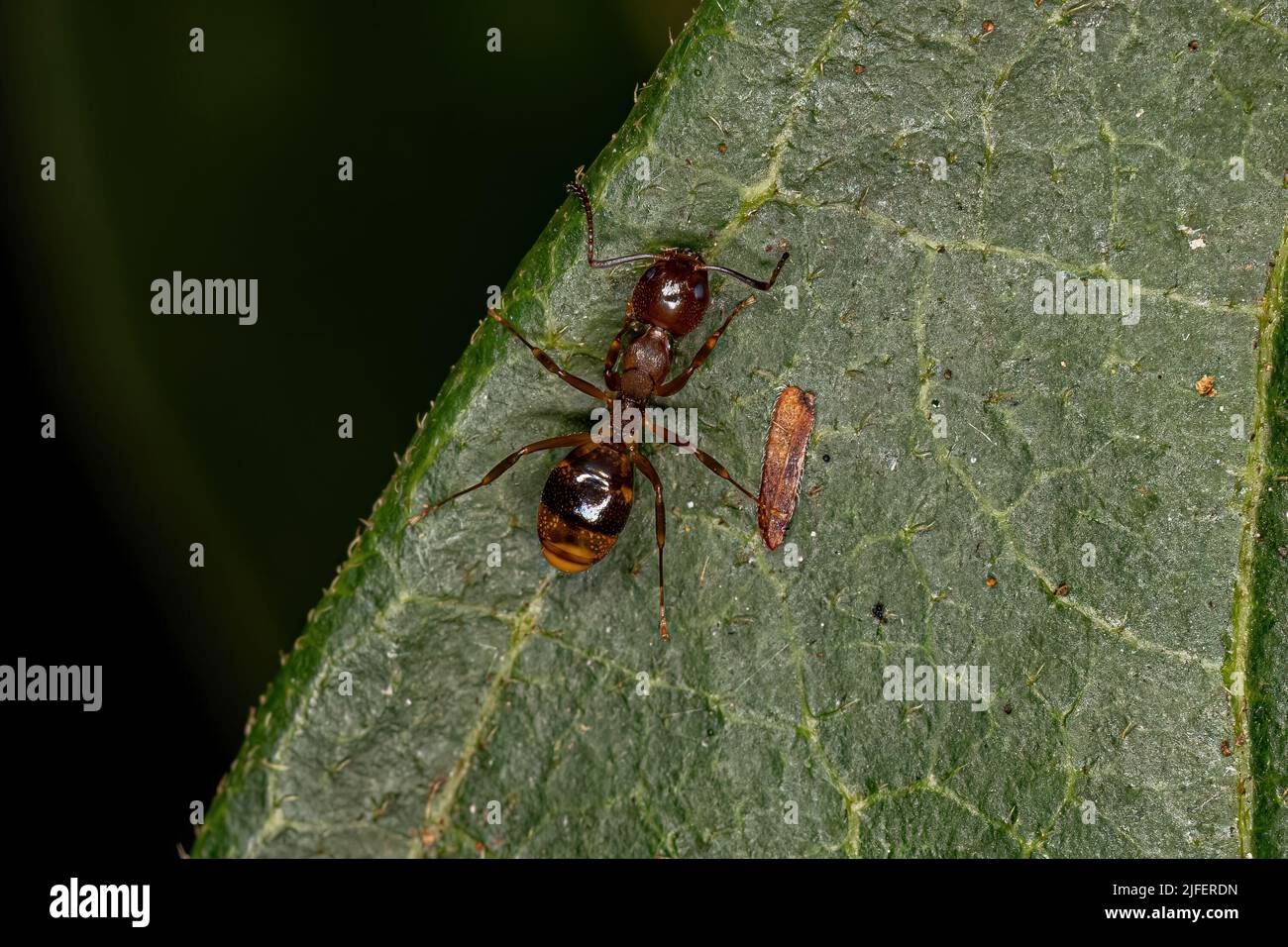 Adult Odorous Ant of the genus Dolichoderus Stock Photo - Alamy