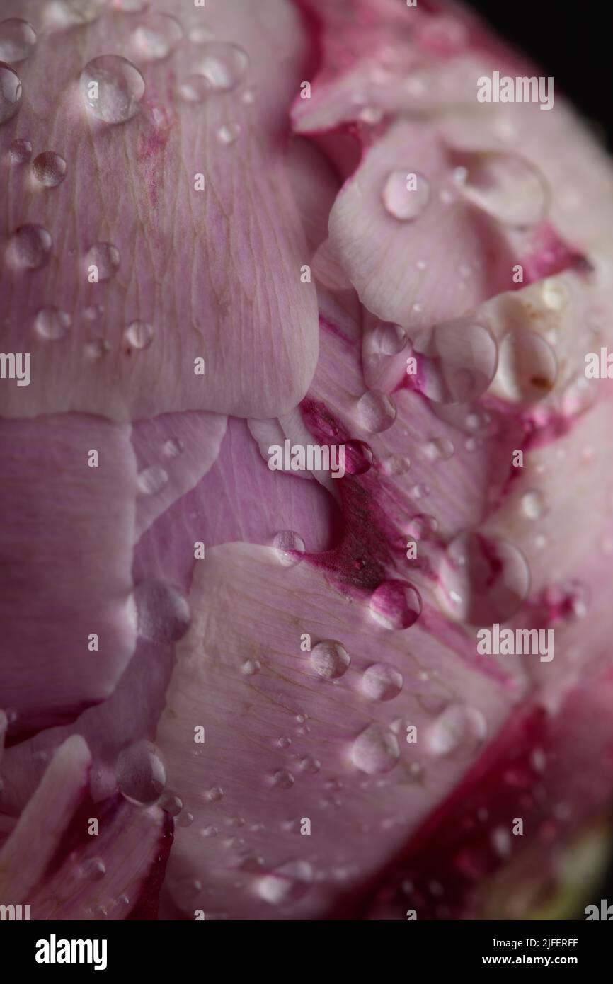 Fresh Pastel colored Pink peony in full bloom with dark background ...