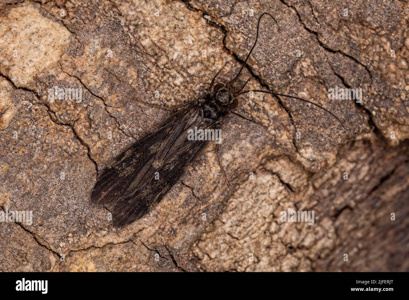 Adult Caddisfly Insect of the genus Chimarra Stock Photo - Alamy