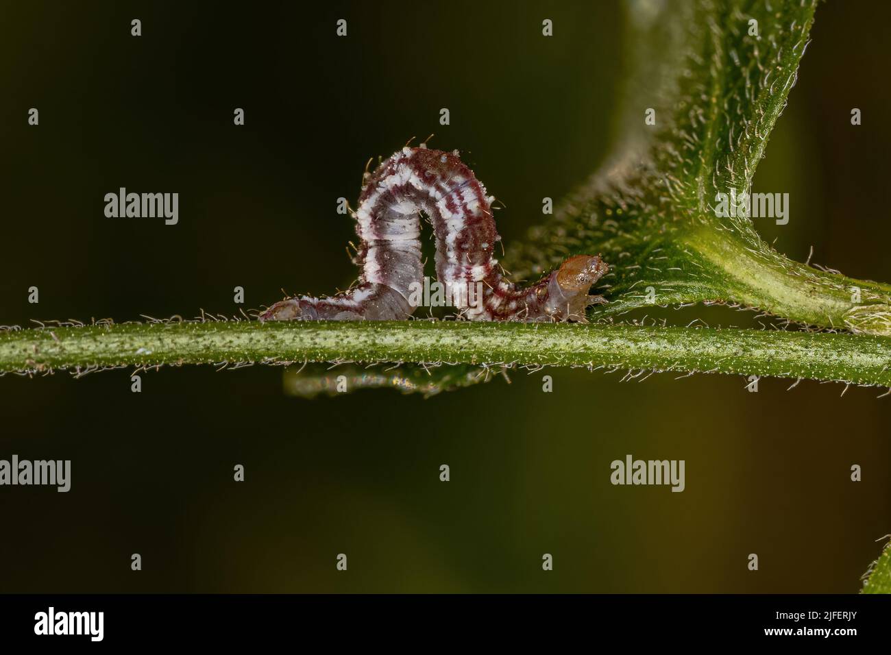 small moth larva of the Order Lepidoptera Stock Photo - Alamy