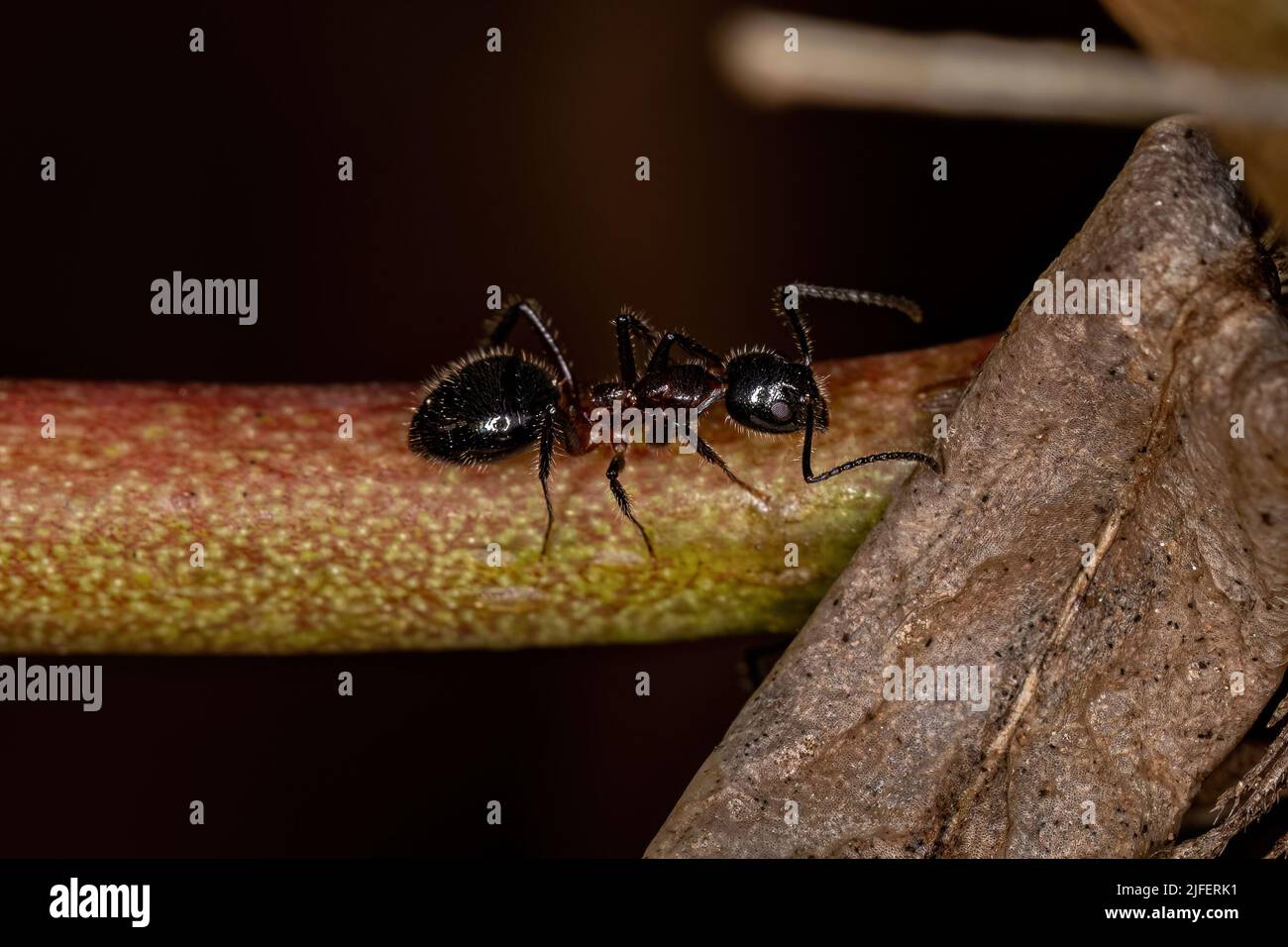 Odorous ant hi-res stock photography and images - Alamy