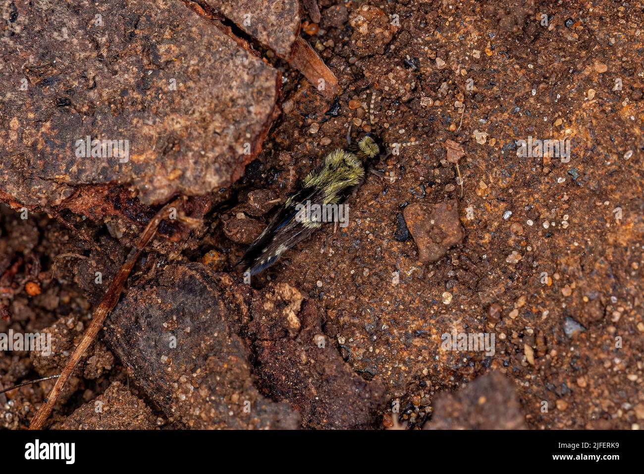 Small Microcaddisfly Insect of the Family Hydroptilidae Stock Photo - Alamy