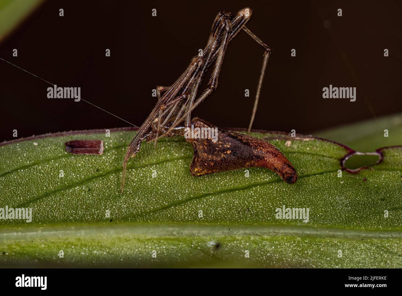 Thief spider hi-res stock photography and images - Alamy