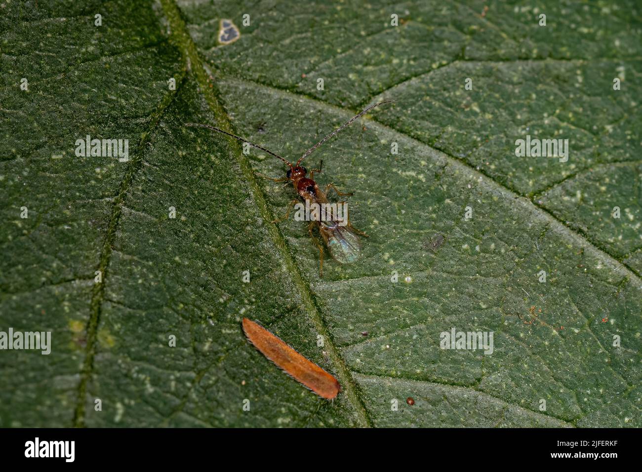 Adult Braconid Wasp of the Family Braconidae Stock Photo - Alamy