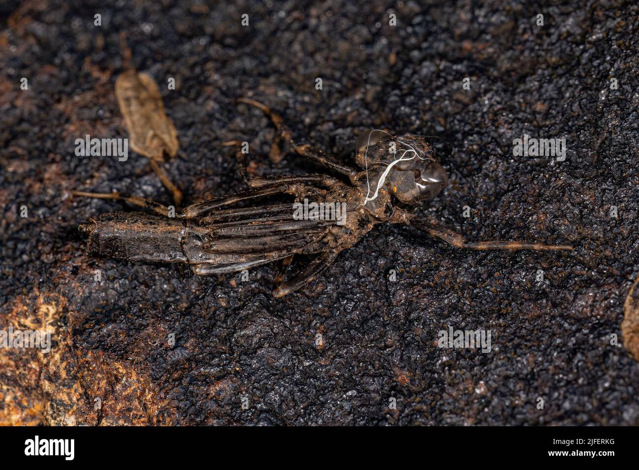 Small Dragonfy Insect Molt of the order Odonata Stock Photo - Alamy