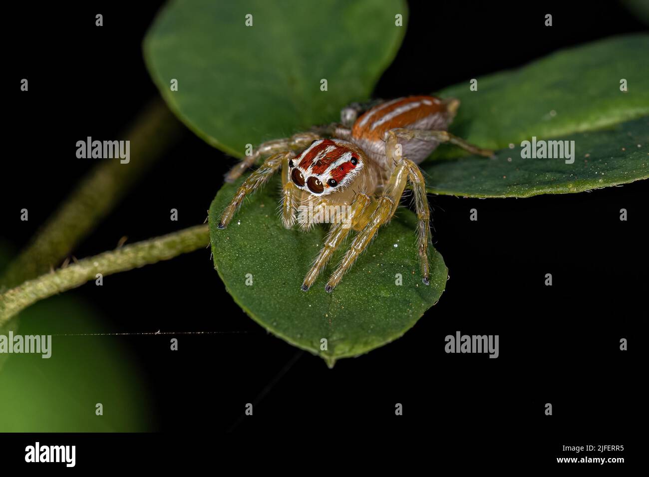 Small Female Jumping Spider of the Genus Chira Stock Photo - Alamy