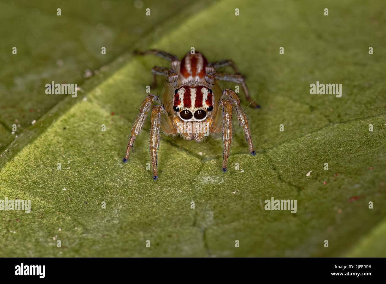 Small Female Jumping Spider of the Genus Chira Stock Photo - Alamy