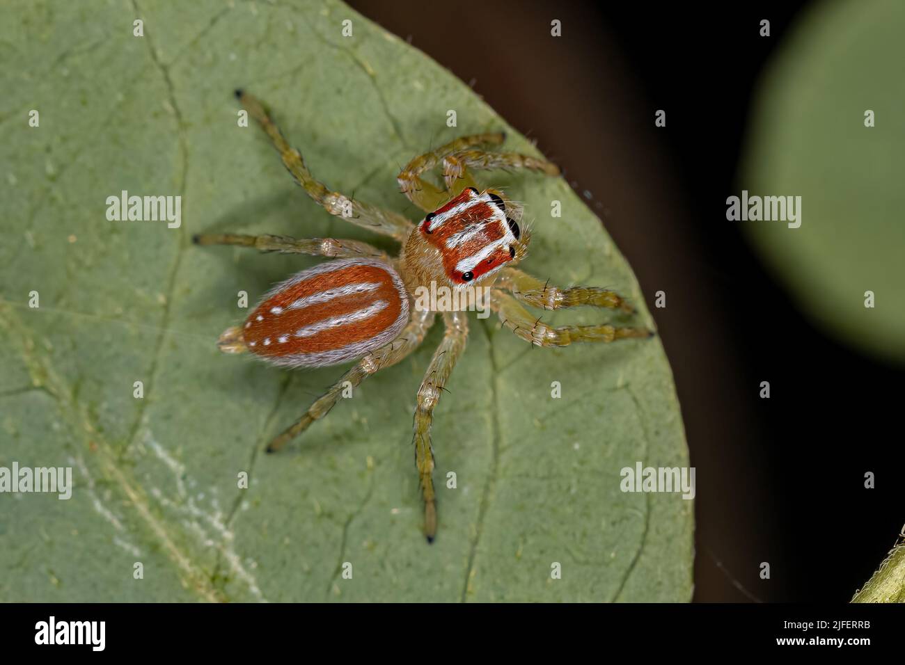 Small Female Jumping Spider of the Genus Chira Stock Photo - Alamy