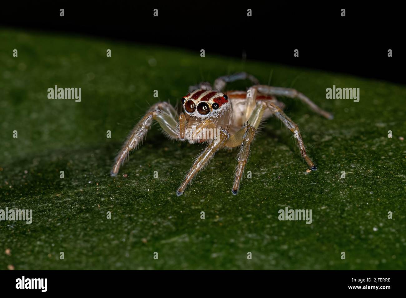 Small Female Jumping Spider of the Genus Chira Stock Photo - Alamy