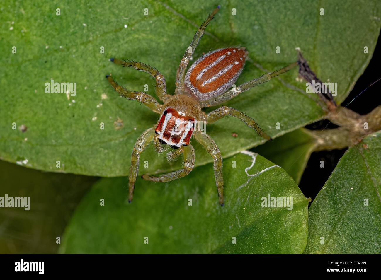 Small Female Jumping Spider of the Genus Chira Stock Photo - Alamy