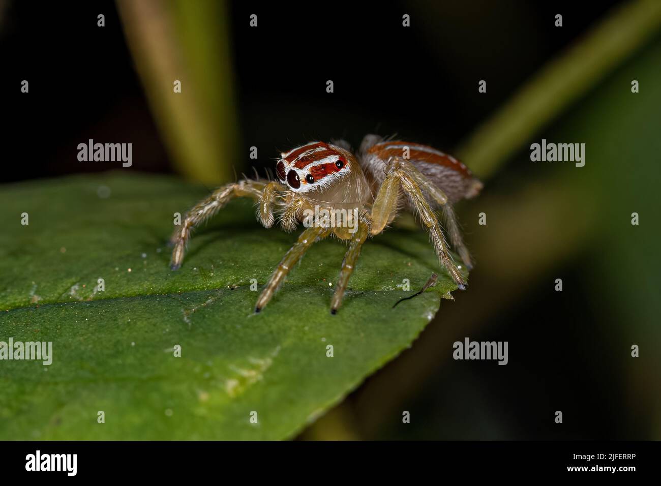 Small Female Jumping Spider of the Genus Chira Stock Photo - Alamy