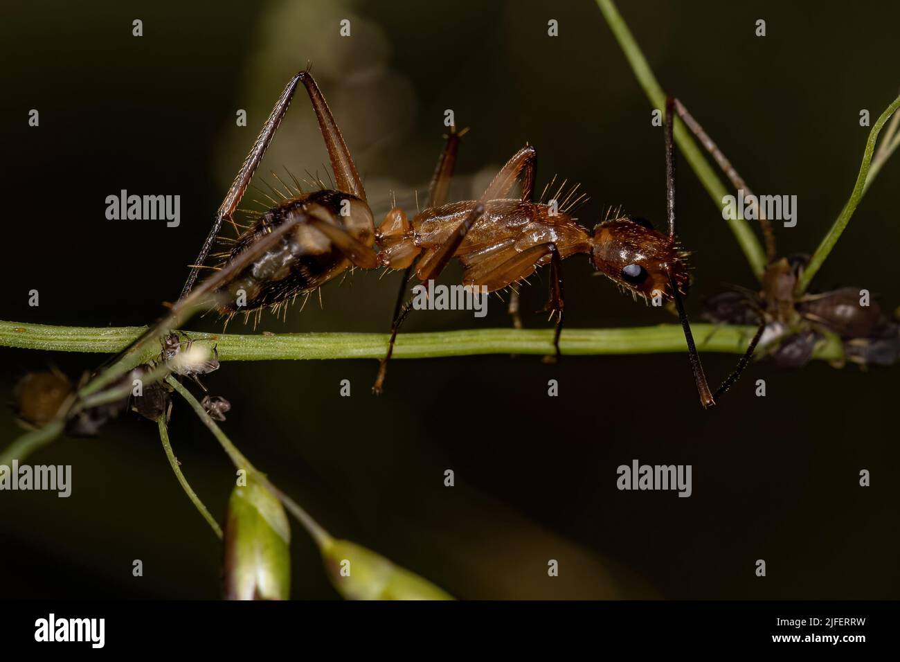 Adult Female Carpenter Ant of the genus Camponotus Stock Photo - Alamy