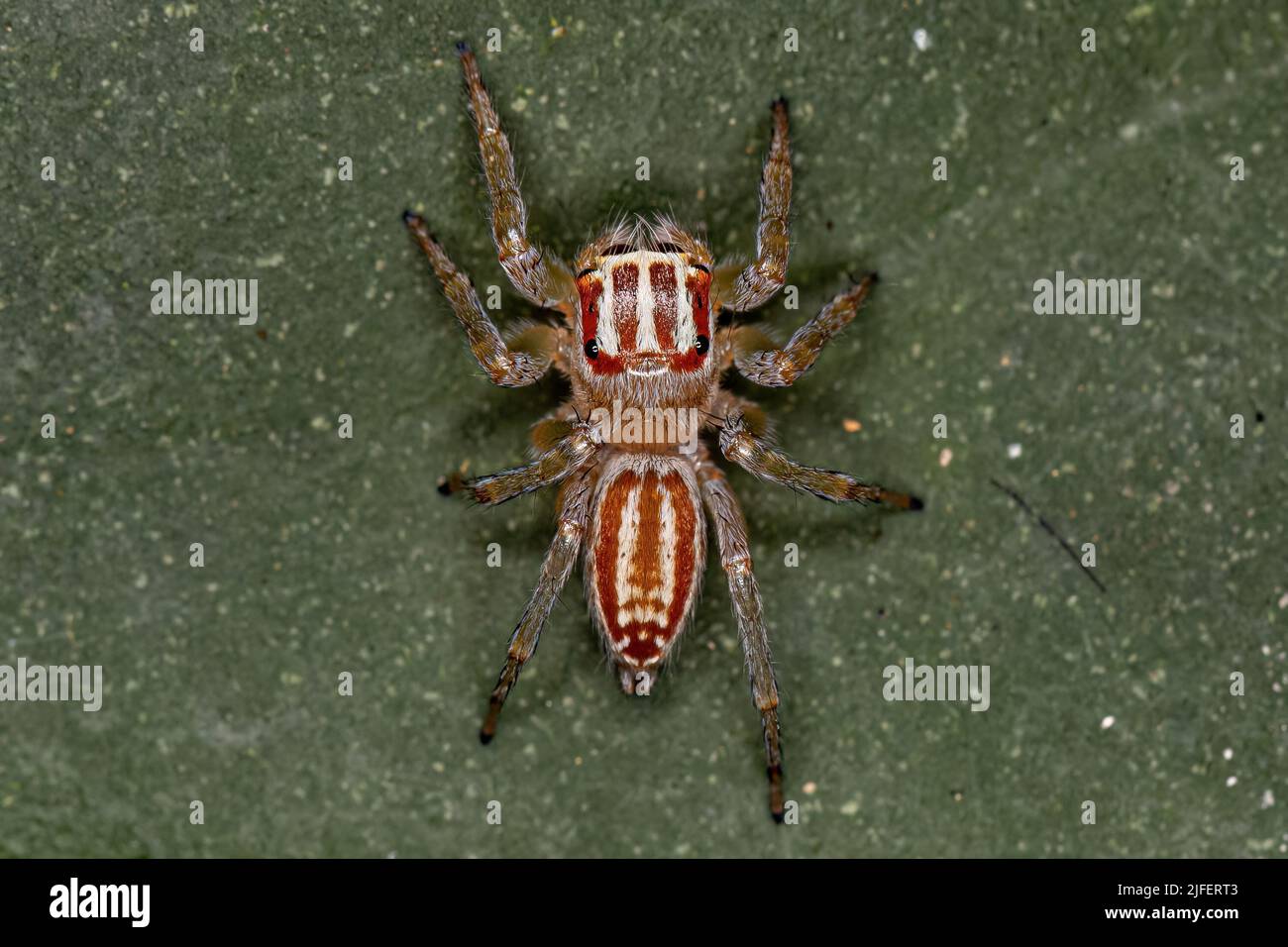 Small Female Jumping Spider of the Genus Chira Stock Photo - Alamy