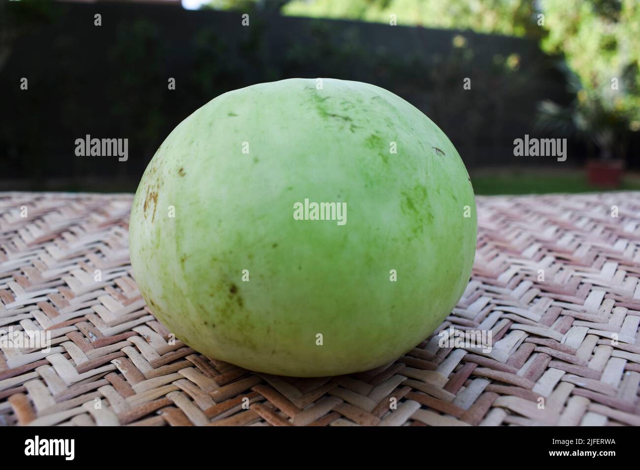 Round bottlegourd vegetable in hand. Indian asian sphere shaped organic ...