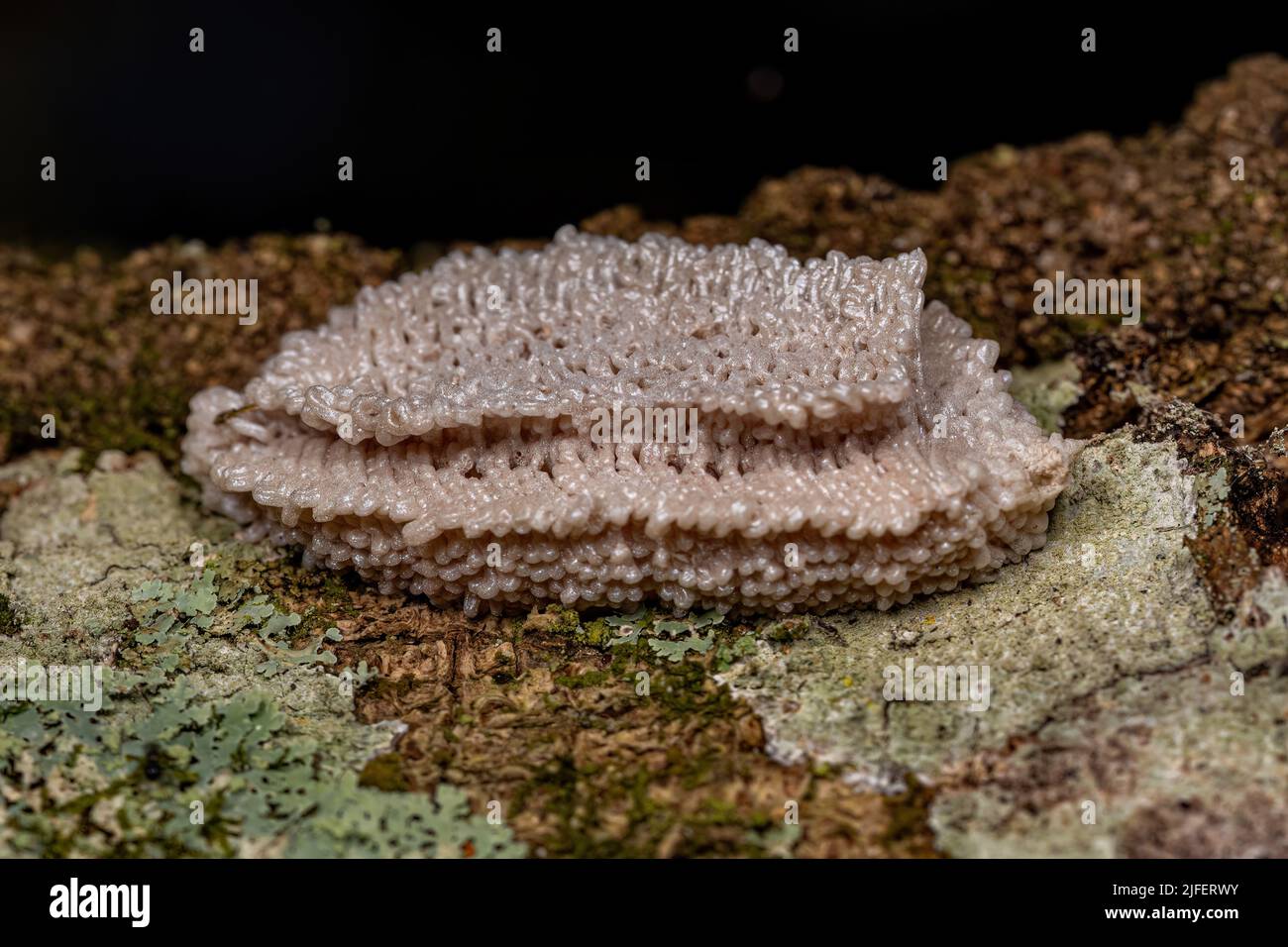 Small Planthopper Eggs of the Superfamily Fulgoroidea Stock Photo - Alamy