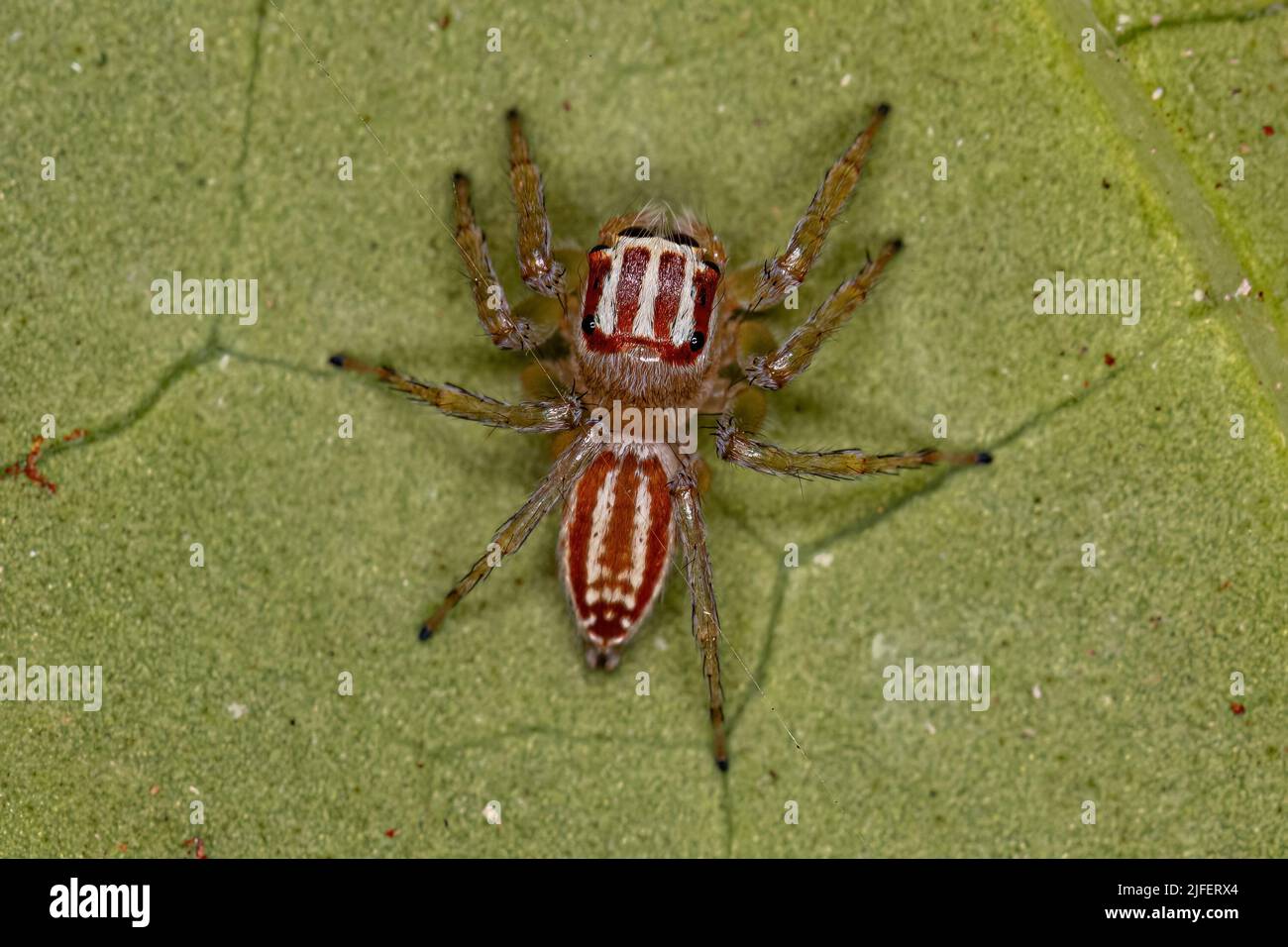 Small Female Jumping Spider of the Genus Chira Stock Photo - Alamy